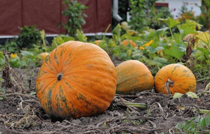 Agriculture : Le Maroc 6ème exportateur mondial de citrouille ...