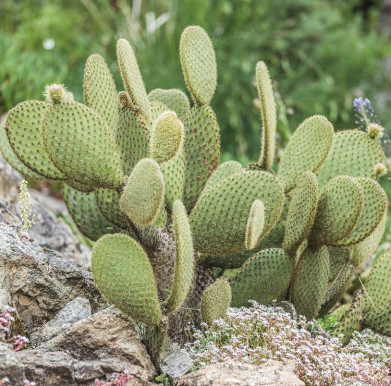 Agriculture : 70 MDH pour relancer la filière cactus au Maroc ...